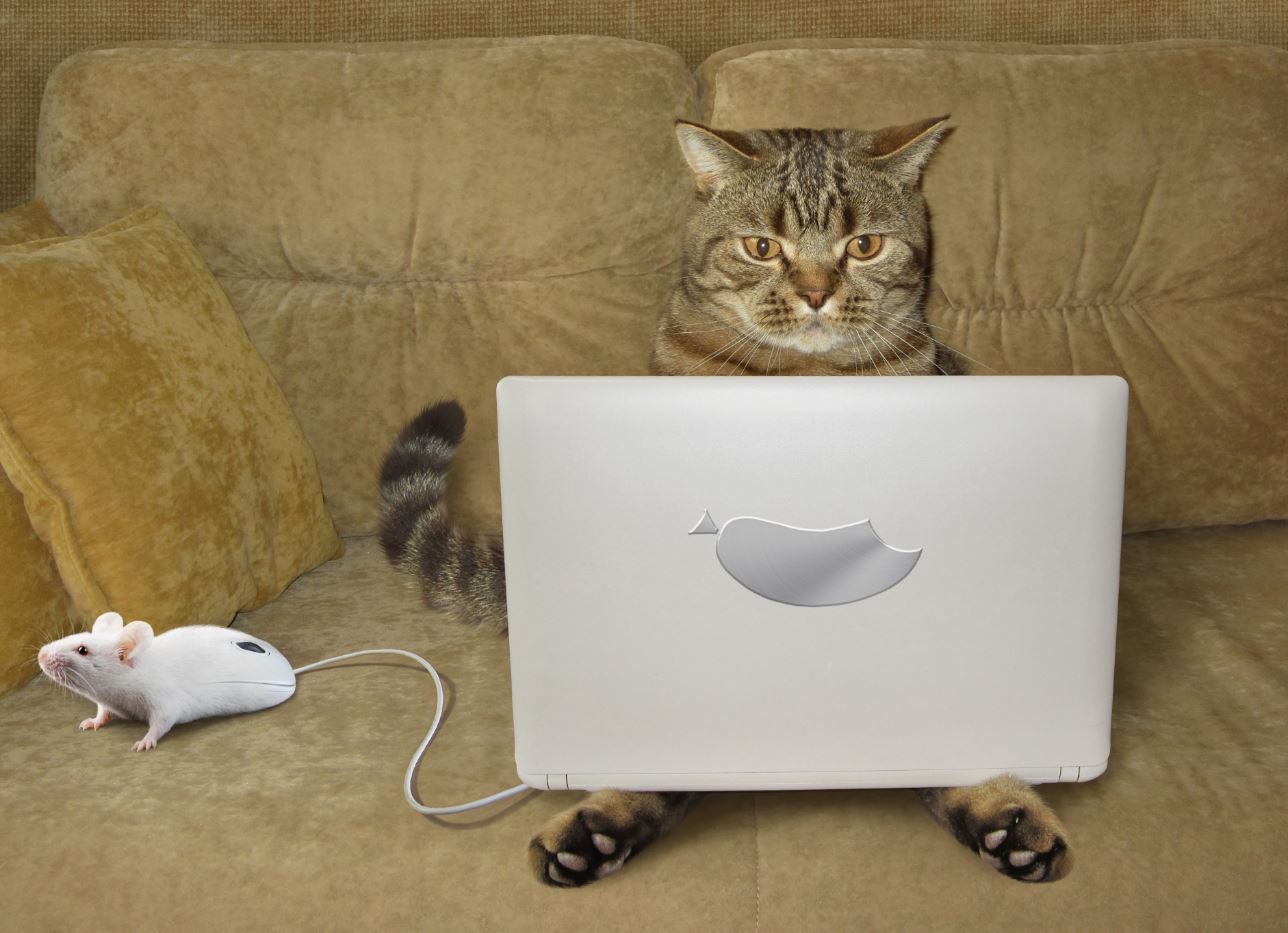 How to Waste your Time Online | Webafrica Blog